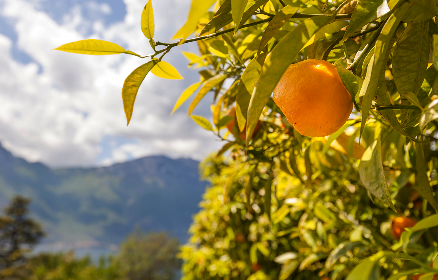 HLB & Citrus Information – AWM